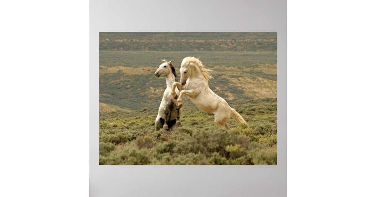 Two Wild Stallions Fight Poster | Zazzle