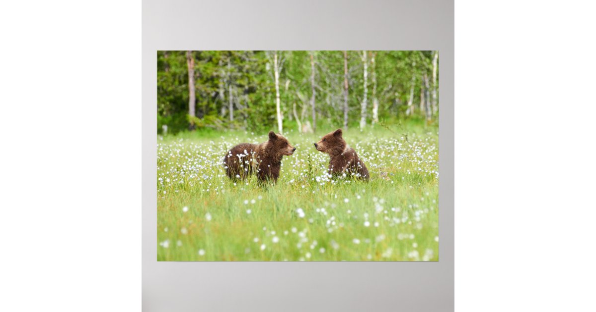 Two young brown bear friends poster | Zazzle