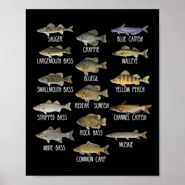 Types Of Freshwater Fish Species Biology Fishing Poster | Zazzle