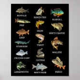 how many species of freshwater fish are there