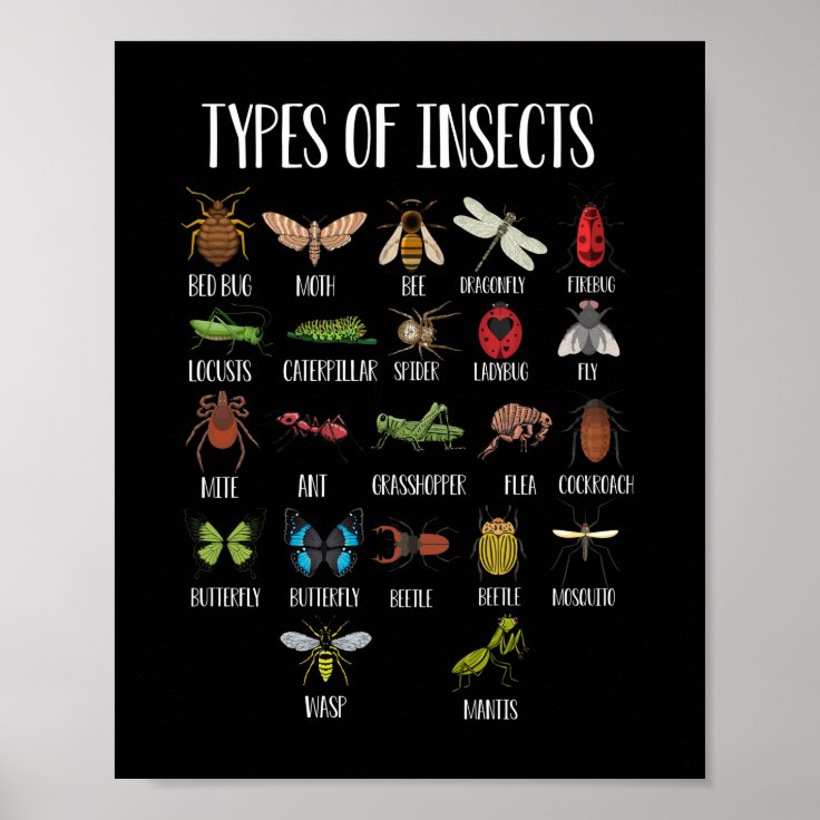 Types Of Insects Bug Identification Poster | Zazzle