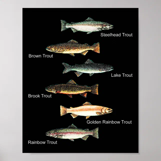 Types Of Trout Fish Species Collection Fishing Poster | Zazzle