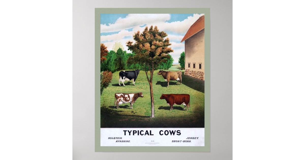 Typical Cows Poster | Zazzle