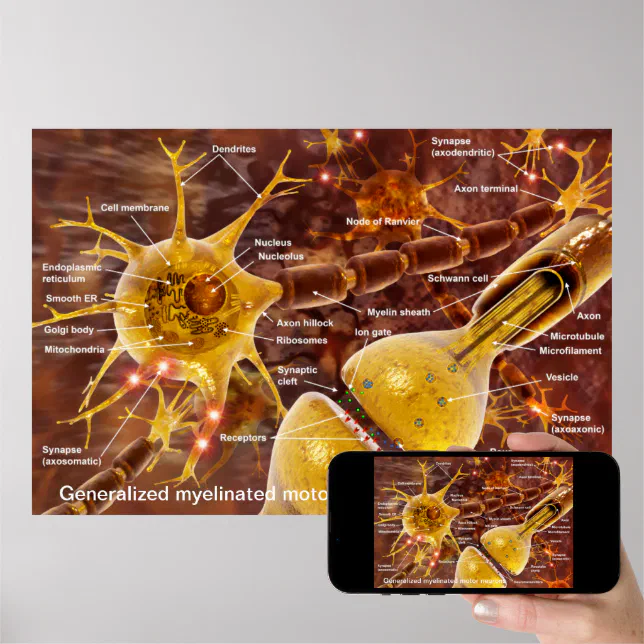 Typical myelinated vertebrate motor neurons poster | Zazzle