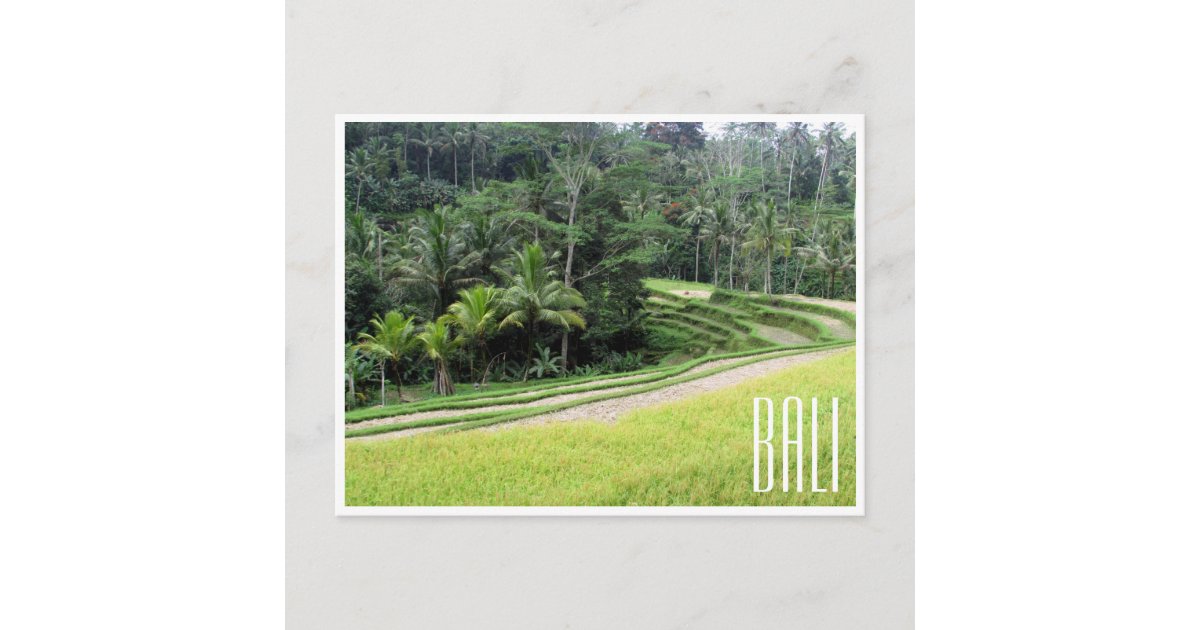 ubud rice terraces postcard | Zazzle