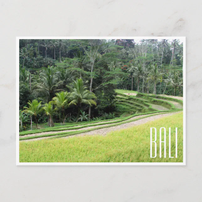 ubud rice terraces postcard | Zazzle