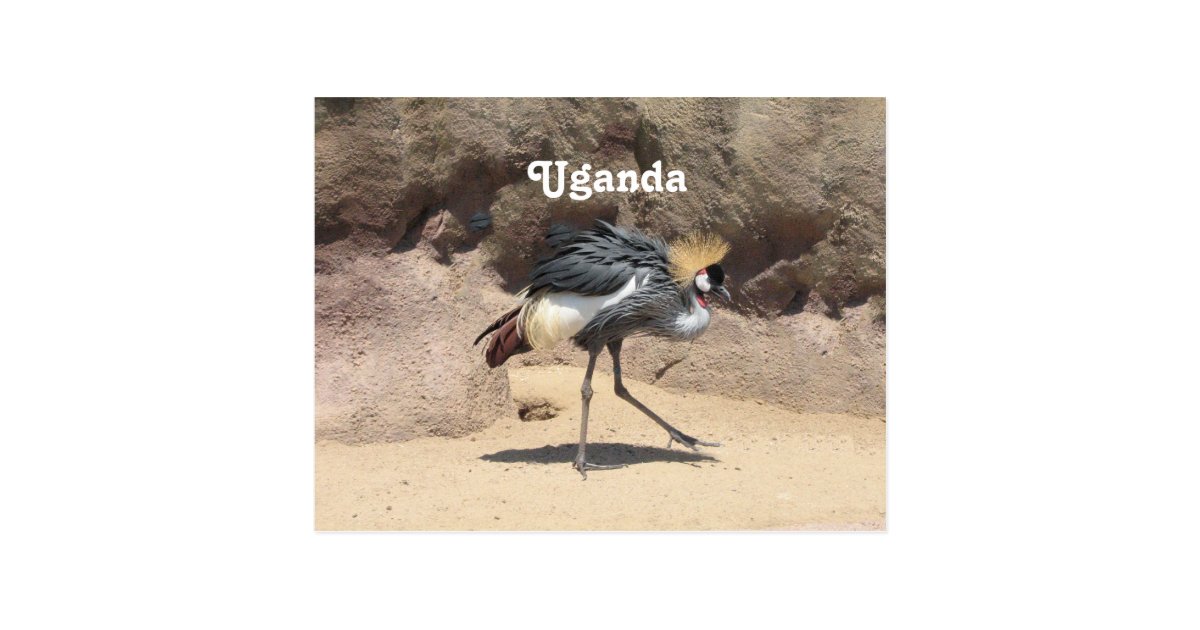 Uganda Crested Crane Postcard | Zazzle.com