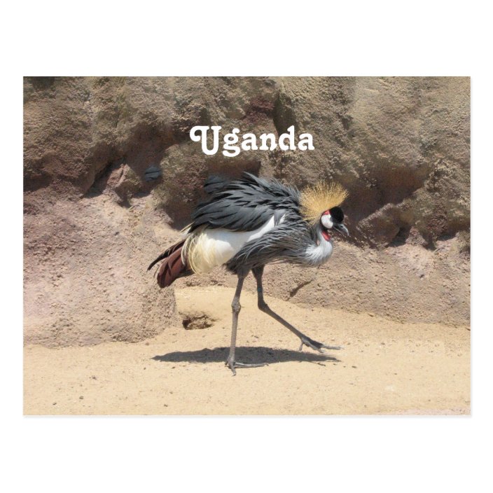 Uganda Crested Crane Postcard | Zazzle.com