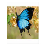 Attracting Ulysses Butterfly to your Garden