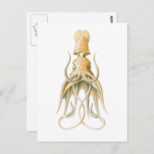 Umbrella Squid Postcard | Zazzle