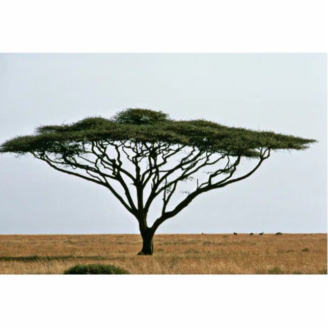 Umbrella Thorn Acacia Tree Cutout | Zazzle
