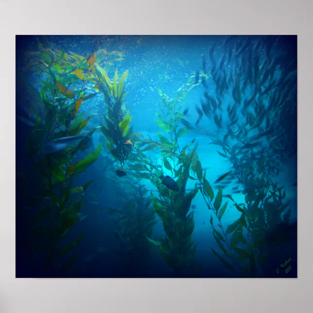 Under the Sea Poster | Zazzle