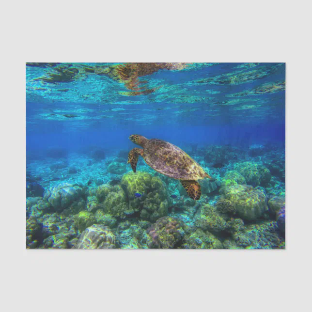 Undersea Tropical Sea Turtle Coral Tissue Paper | Zazzle