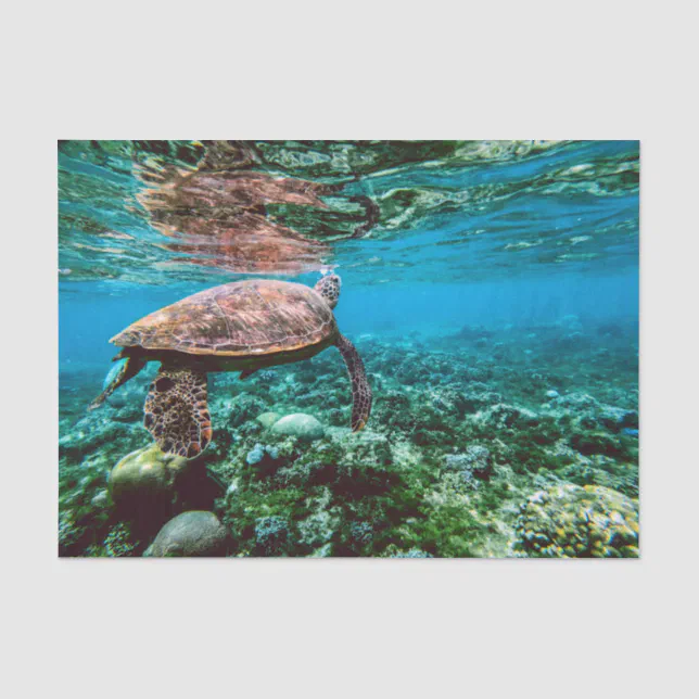 Undersea Tropical Sea Turtle Tissue Paper | Zazzle