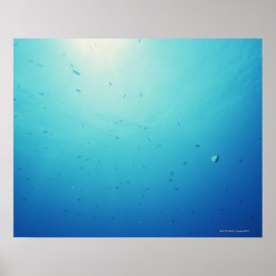 Underwater Posters & Photo Prints | Zazzle