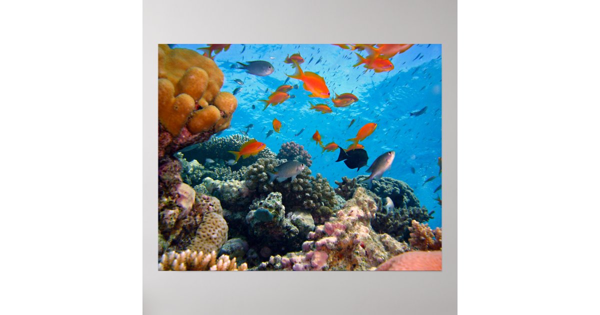Underwater Scene Poster | Zazzle