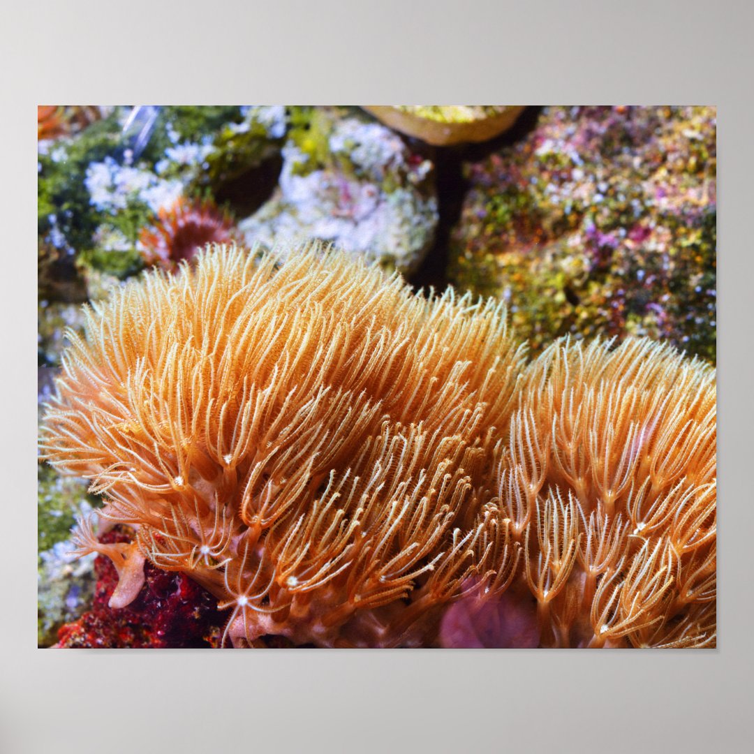 Underwater Sea Coral Poster | Zazzle