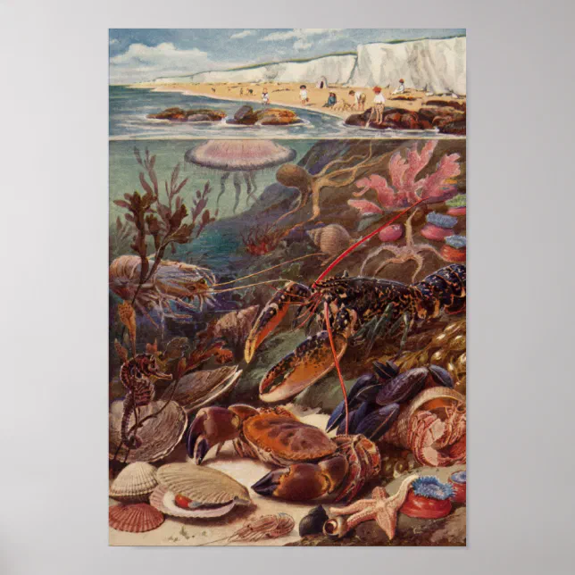 Underwater Sea Crab Lobster Marine Clam Coral Poster | Zazzle