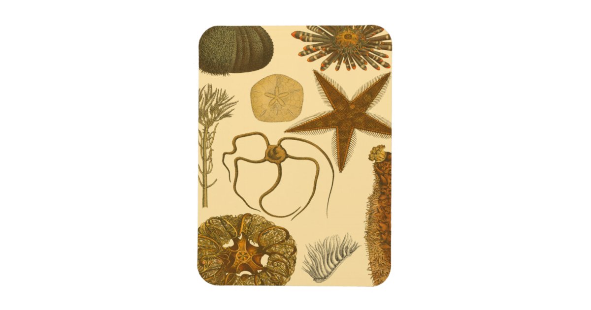 Underwater Sea Creatures Magnet | Zazzle