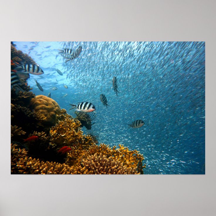 Underwater world poster | Zazzle