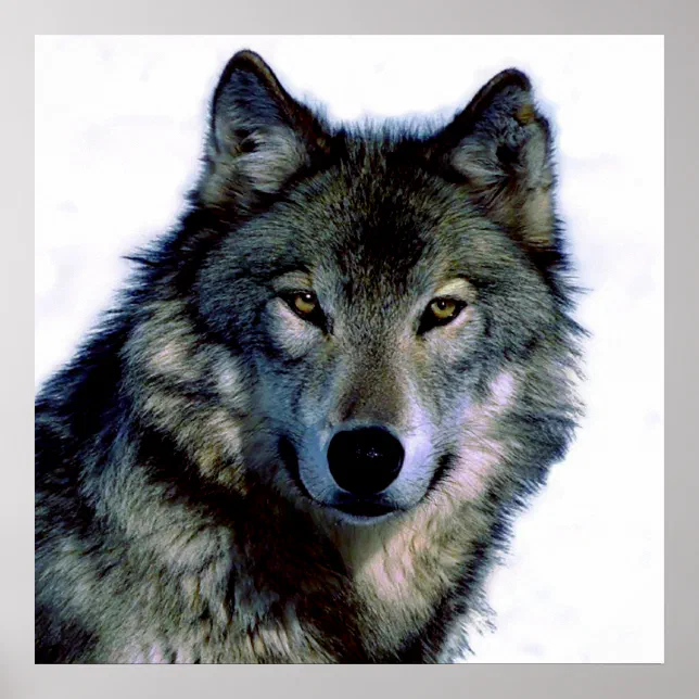 Unique Motivational Freedom Wolf Poster | Zazzle