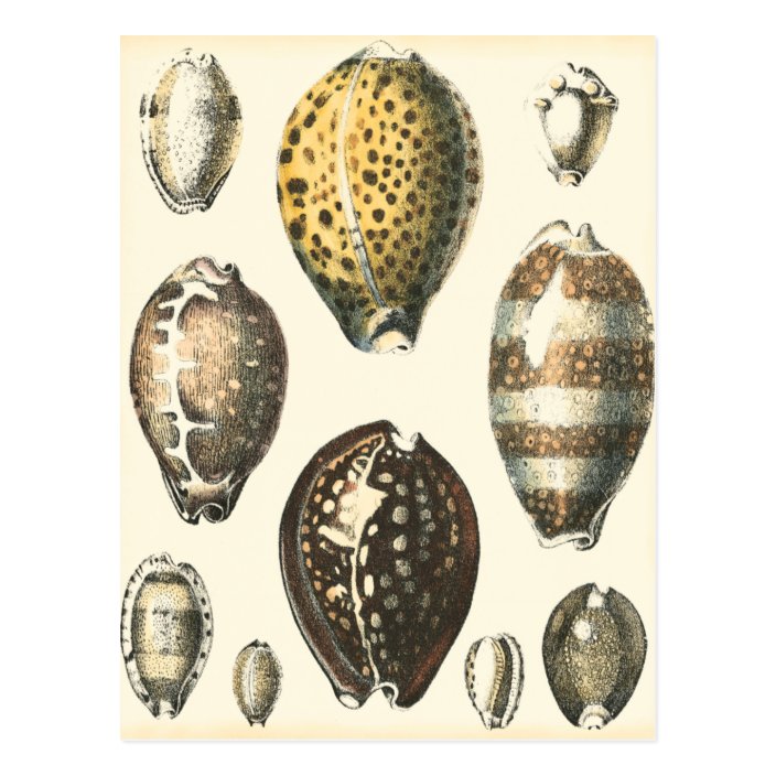 Uniquely Shaped Seashells Postcard | Zazzle.com