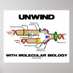 Unwind With Molecular Biology (DNA Replication) Poster | Zazzle