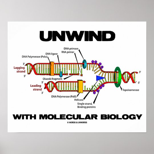 Unwind With Molecular Biology (DNA Replication) Poster | Zazzle.com