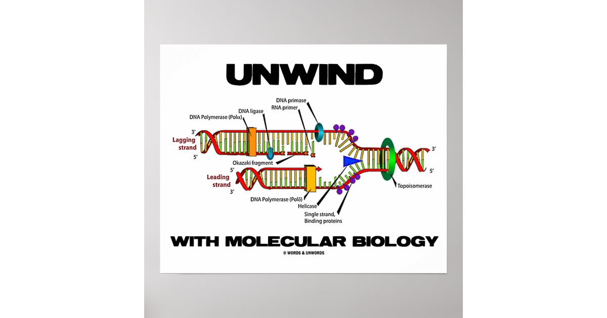 Unwind With Molecular Biology (DNA Replication) Poster | Zazzle