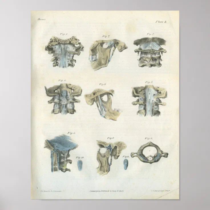 Upper Cervical and TMJ Anatomy Art Chiropractic Poster | Zazzle