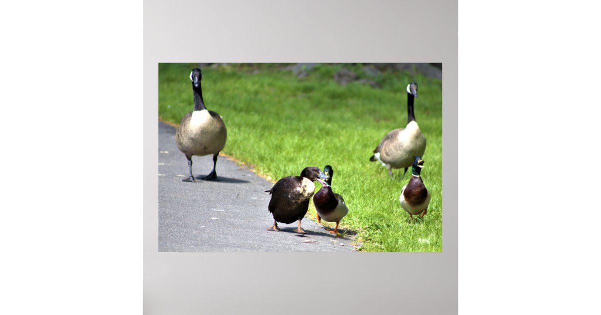 Upset Ducks with Geese Poster | Zazzle