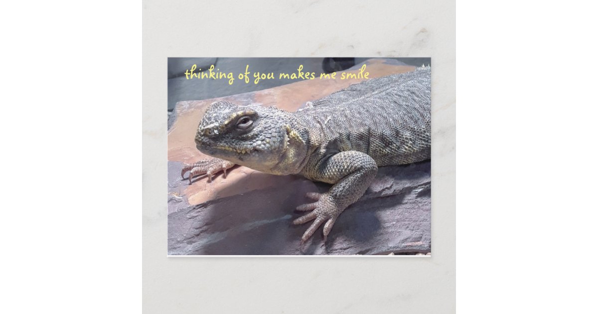Uromastyx Lizard Thinking of You Postcard | Zazzle