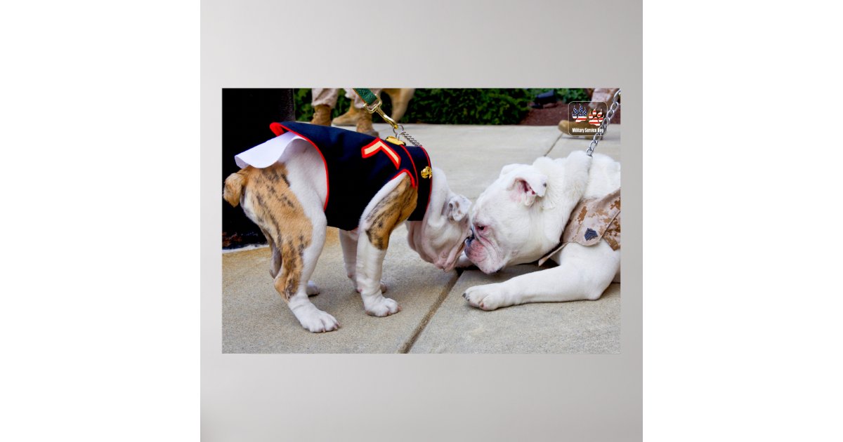 US MILITARY SERVICE DOG POSTER | Zazzle