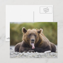 USA, Alaska, Katmai National Park, Kukak Bay, Postcard | Zazzle