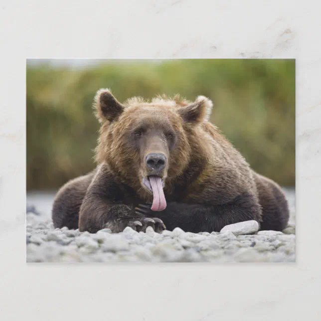 USA, Alaska, Katmai National Park, Kukak Bay, Postcard | Zazzle