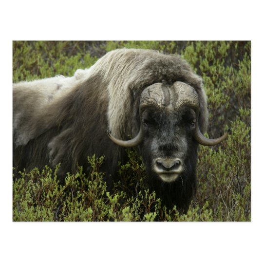USA, Alaska, Nome. Close-up of musk ox Postcard | Zazzle.com