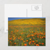 USA, California, Antelope Valley California Postcard | Zazzle