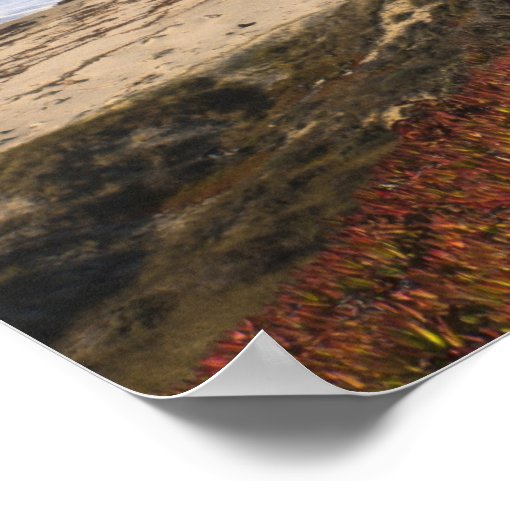 USA, California, Big Sur, Red plants by beach Poster | Zazzle