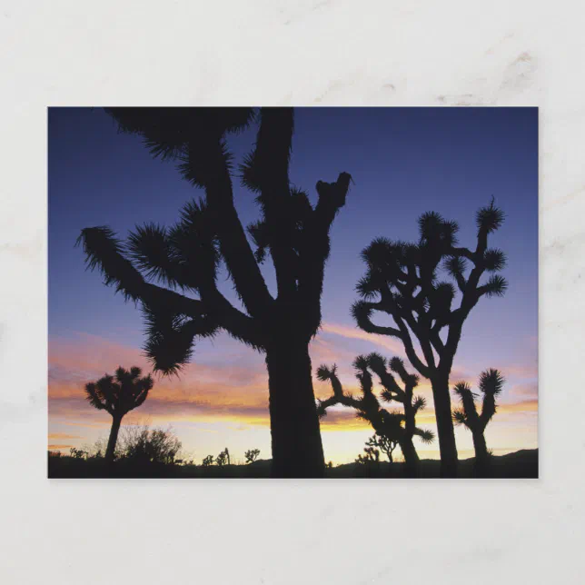 USA, California, Joshua Tree National Park, Postcard | Zazzle