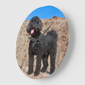 USA, California. Labradoodle Standing Large Clock | Zazzle