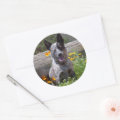 USA, California. Queensland Healer Sitting 2 Classic Round Sticker | Zazzle