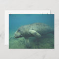 USA, FL, Manatee Postcard | Zazzle