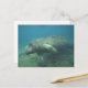 USA, FL, Manatee Postcard | Zazzle
