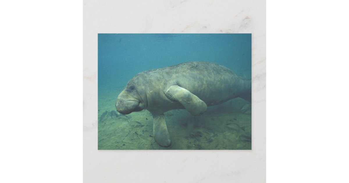 USA, FL, Manatee Postcard | Zazzle