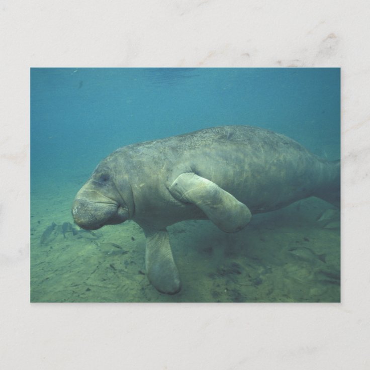 USA, FL, Manatee Postcard | Zazzle