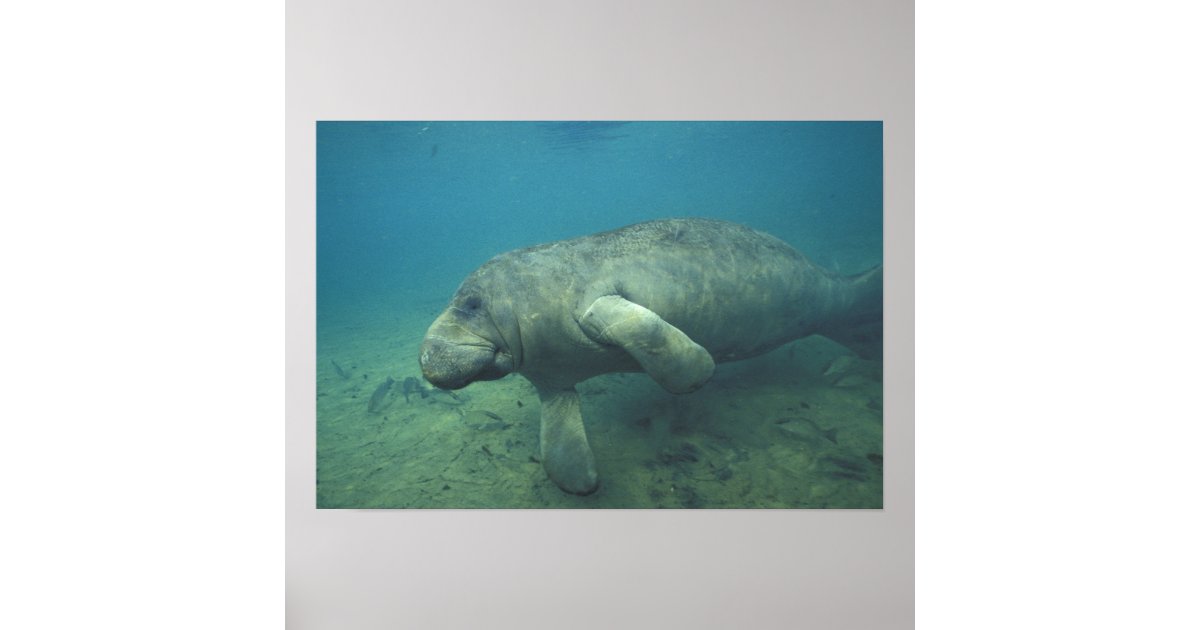 USA, FL, Manatee Poster | Zazzle