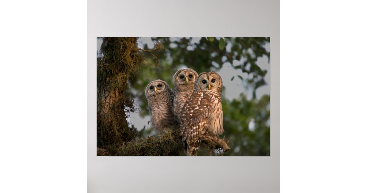 USA, Florida, Viera Wetlands. Three barred Poster | Zazzle