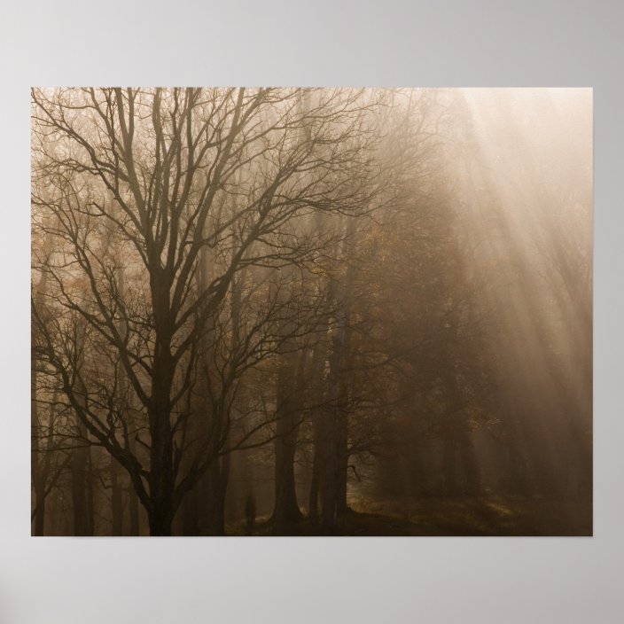 USA Great Smoky Mountain NP Tennessee trees in Poster | Zazzle.com