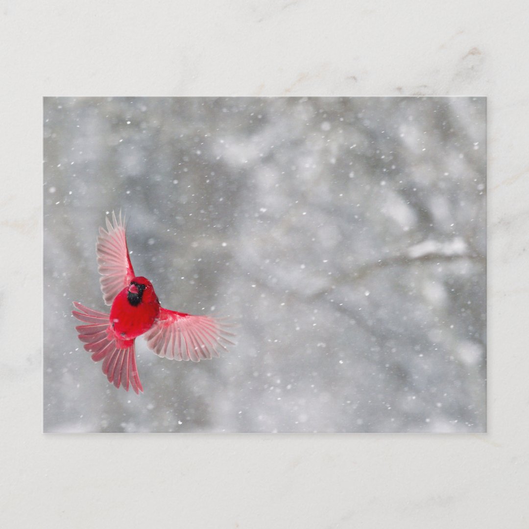 USA, Indiana, Indianapolis. A male cardinal Postcard | Zazzle