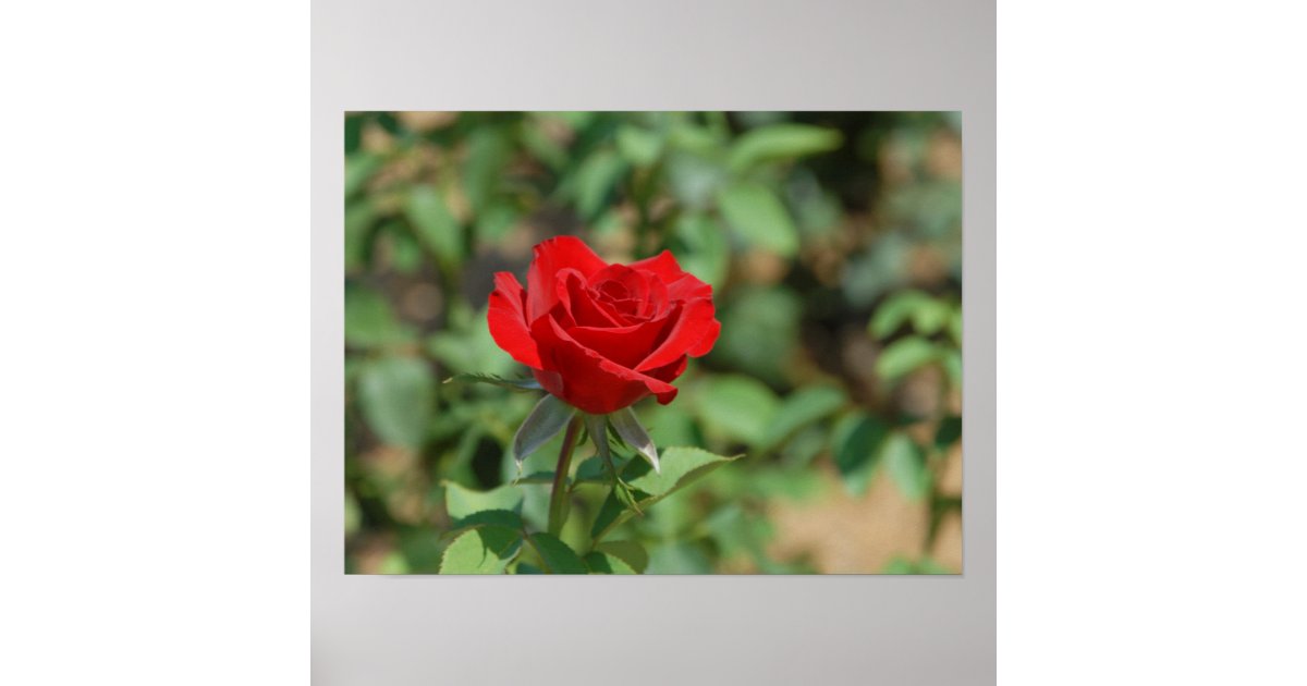USA, Kansas, Red Rose Poster | Zazzle